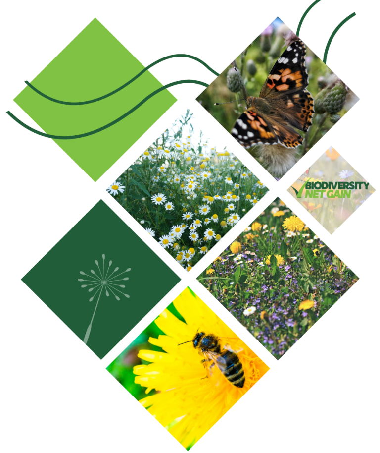 Wildflower Turf - Harrowden