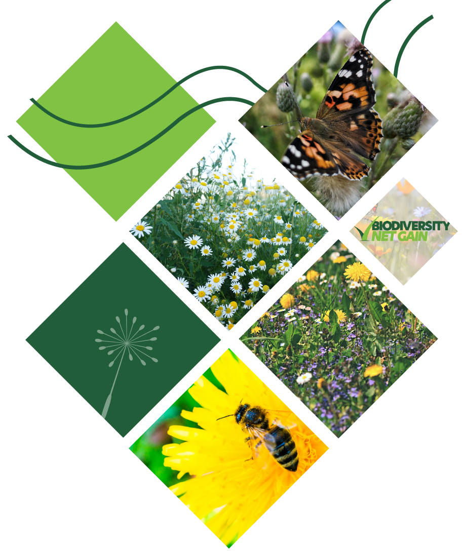 Wildflower Turf - Harrowden